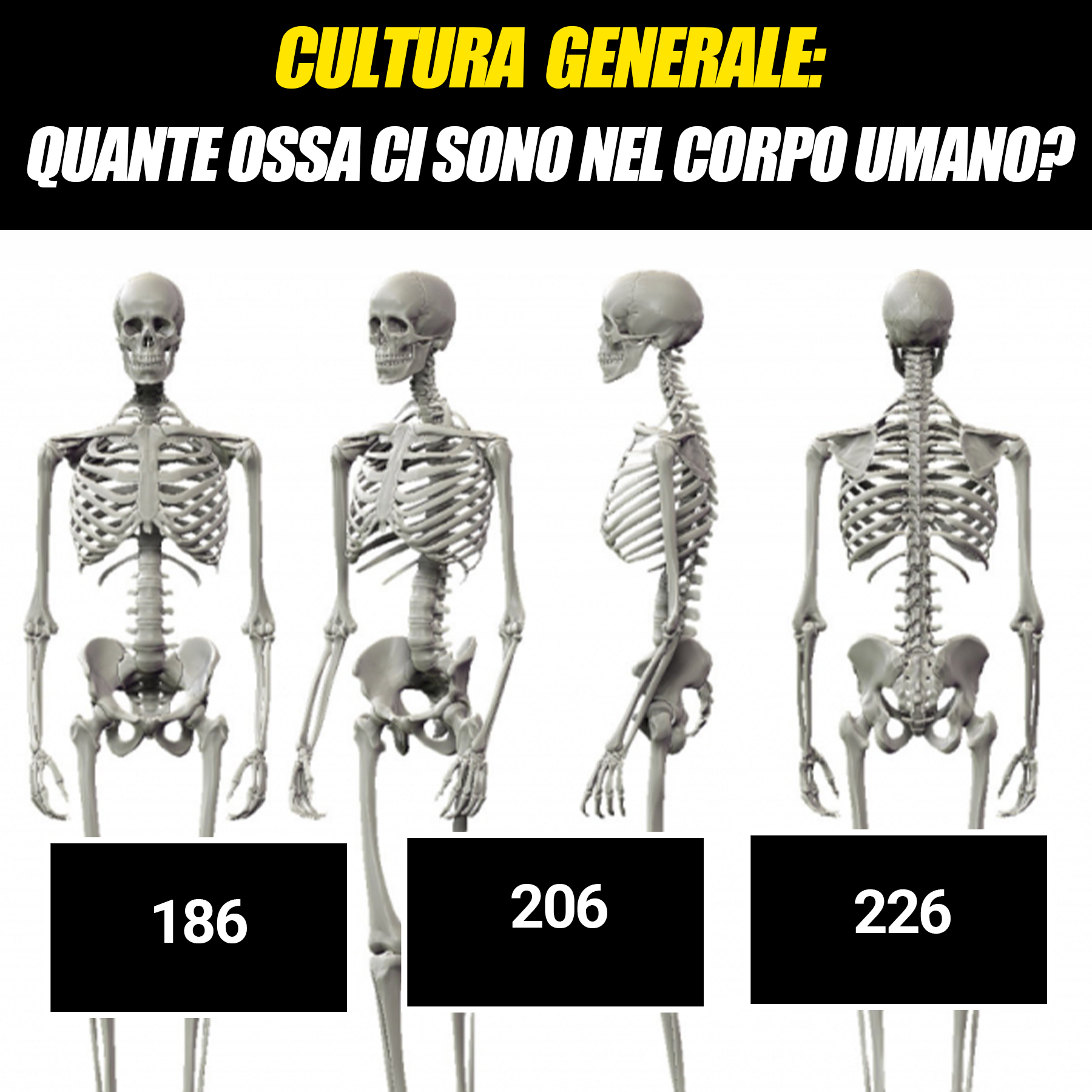Ricordi quante ossa ci sono nel corpo umano? - Aforismi.it